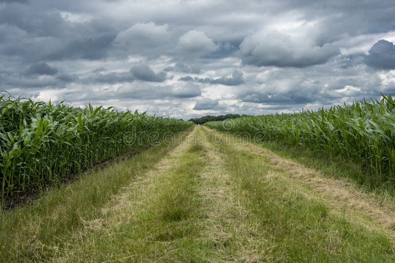 Path through a Corn Field with Extremely Cloudy Sky Stock Photo - Image ...