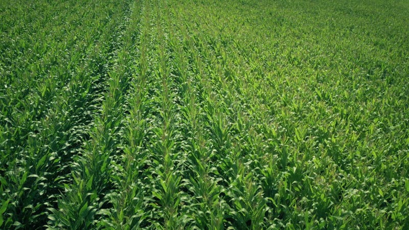 Flying Over Path in Corn Field Stock Footage - Video of path, flying ...