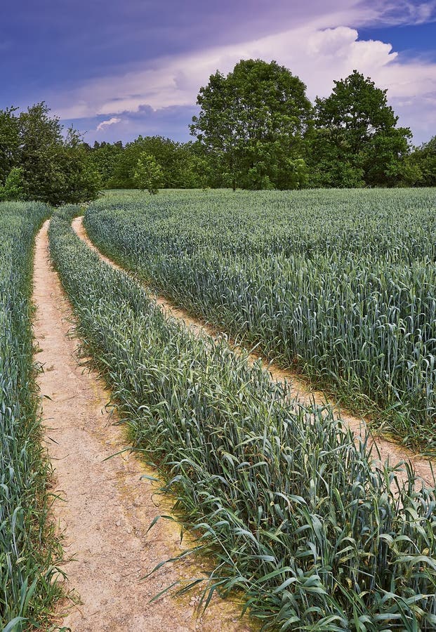 Path through Corn Field stock image. Image of blue, crop - 16869799