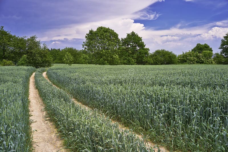 Path corn field stock image. Image of cereal, country - 41485765