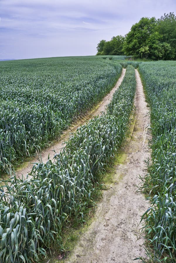 Path corn field stock photo. Image of cloudy, light, agricultural ...