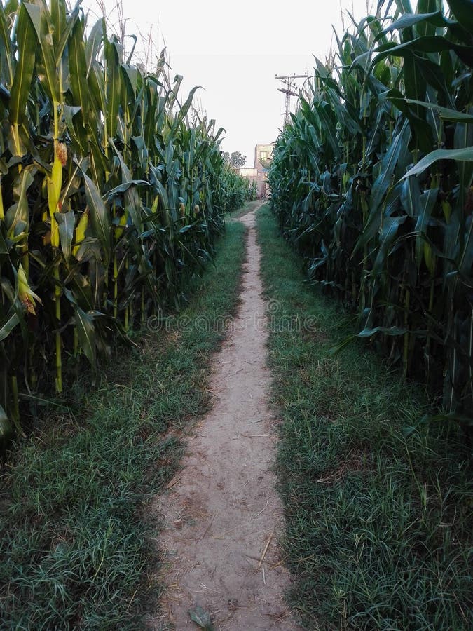The Path between the Corn Fields. Stock Image - Image of produce ...