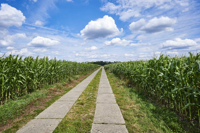 Path between Corn Fields Zea Mays in the Outskirts of Berlin, Germany ...