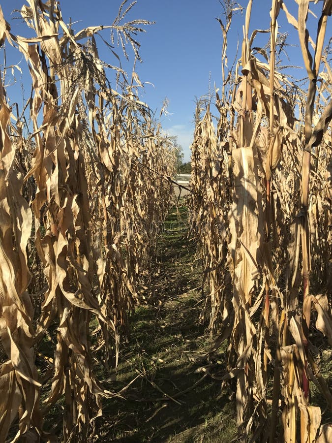 Path through corn stock image. Image of path, corn, fall - 152262559