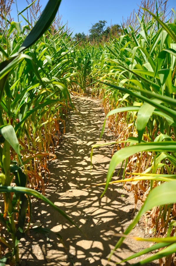 Path in a cornfield stock image. Image of labyrinth, field - 48664581