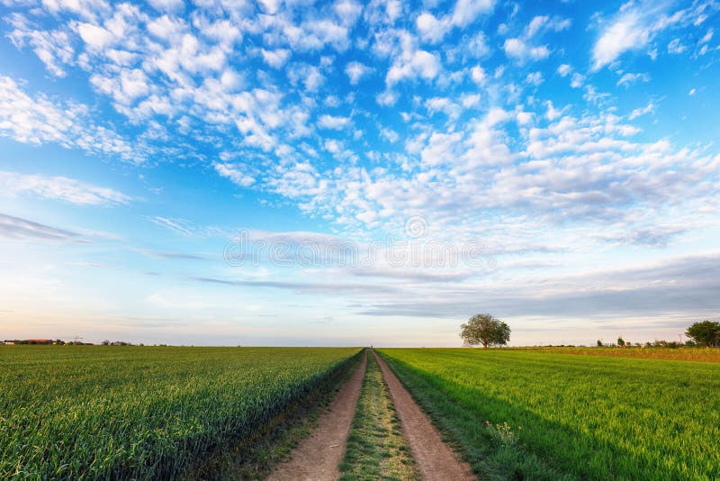 Path in Countryside with Green Field Stock Photo - Image of landscape ...
