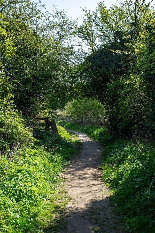 Path in Countryside through Hedgerow Stock Image - Image of nature ...