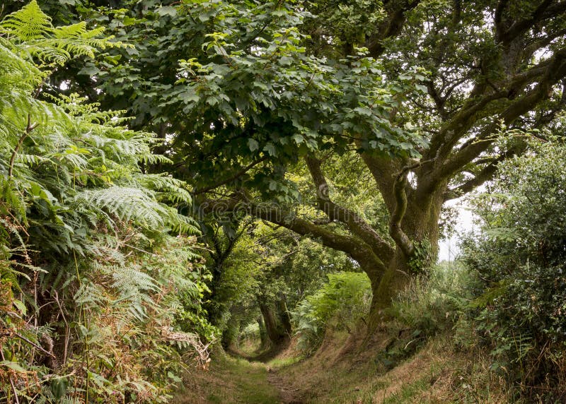 Narrow Road Through High Hedge Stock Photo - Image of division, england ...