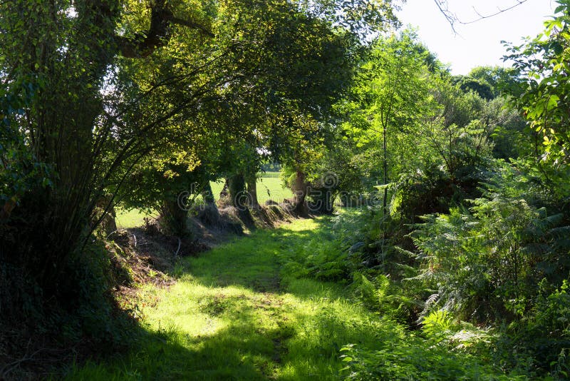 Path in the Countryside with Trees Stock Image - Image of countryside ...