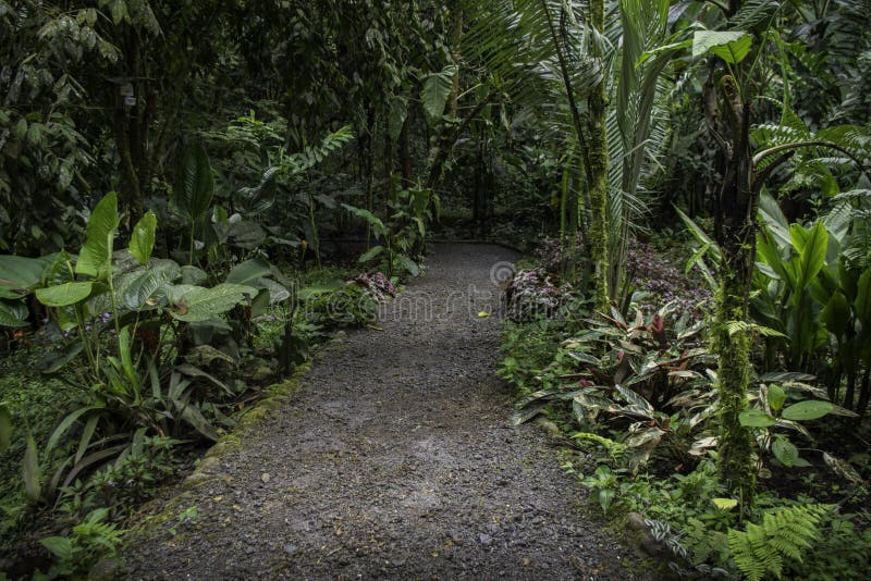 Path Covered with Beautiful Vegetation in a Wet Forest Stock Photo ...