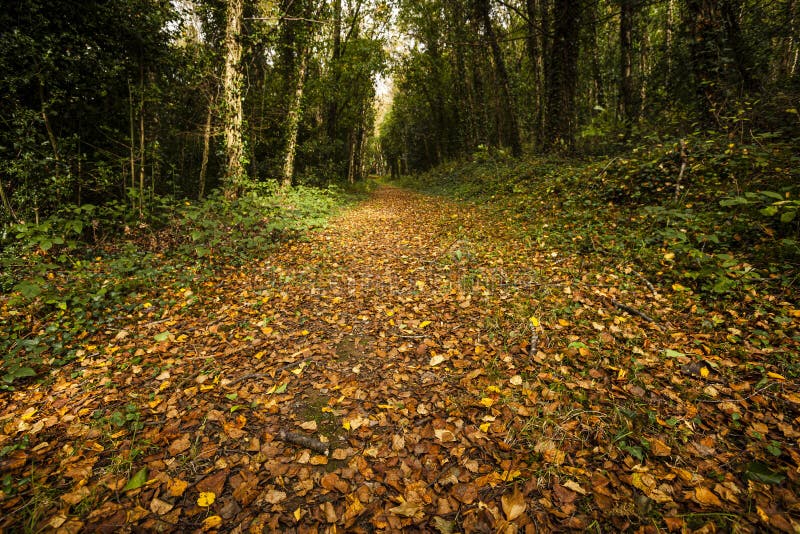 A Path Covered in Beech Tree Leaves Leads through a Wild Forest Stock ...