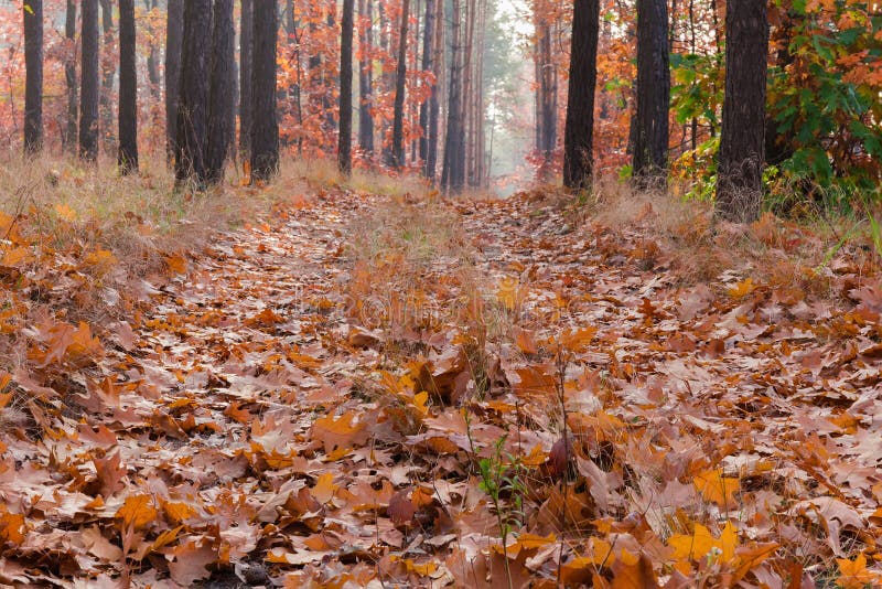 Path Covered with Fallen Leaves in Autumn Forest Close-up Stock Image ...