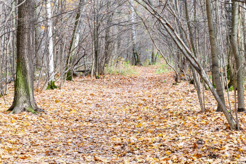 Path Covered by Fallen Leaves between Bare Trees Stock Image - Image of ...