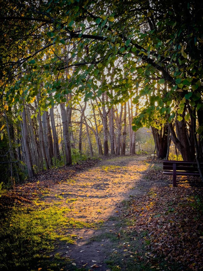 A Path Covered with Leaves is Illuminated by the Setting Sun Stock ...