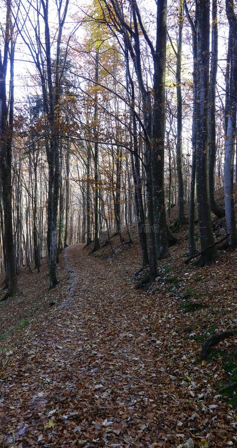 Path Covered with Leaves in the Middle of the Forest in Autumn Stock ...