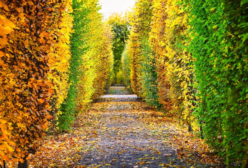 A Path Covered with Leaves in Park Stock Image - Image of pathway ...