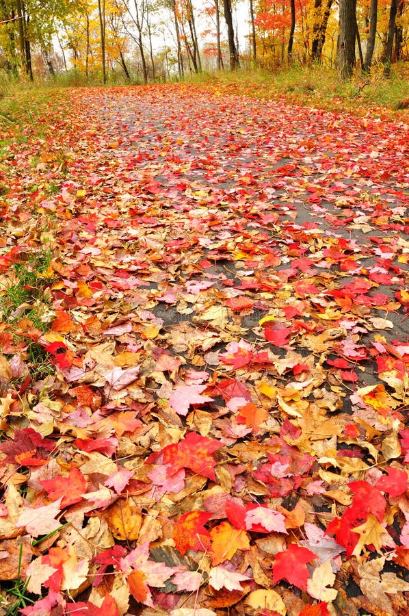 A Path through the Woods stock image. Image of vertical - 13932823