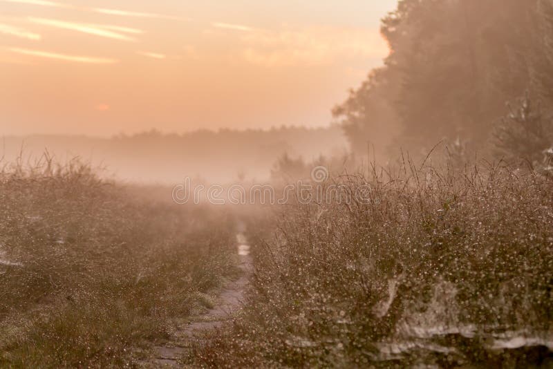 A Path Covered with Morning Dew on the Heath Stock Image - Image of ...