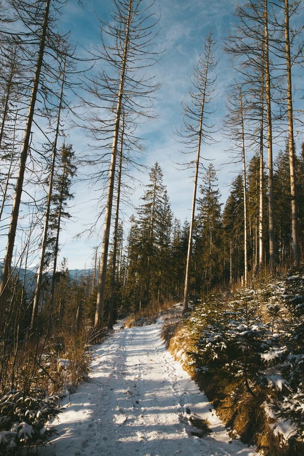 Path Covered with Snow between Tall Pines and Bare Trees. Vertical ...