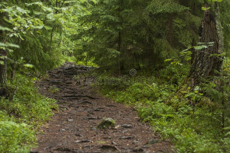 A Path Covered with Tree Roots in a Forest. Rainy Day in Woods Stock ...