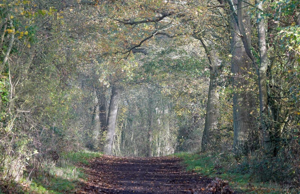 Path through Crowded Trees in a Forest Stock Photo - Image of ...