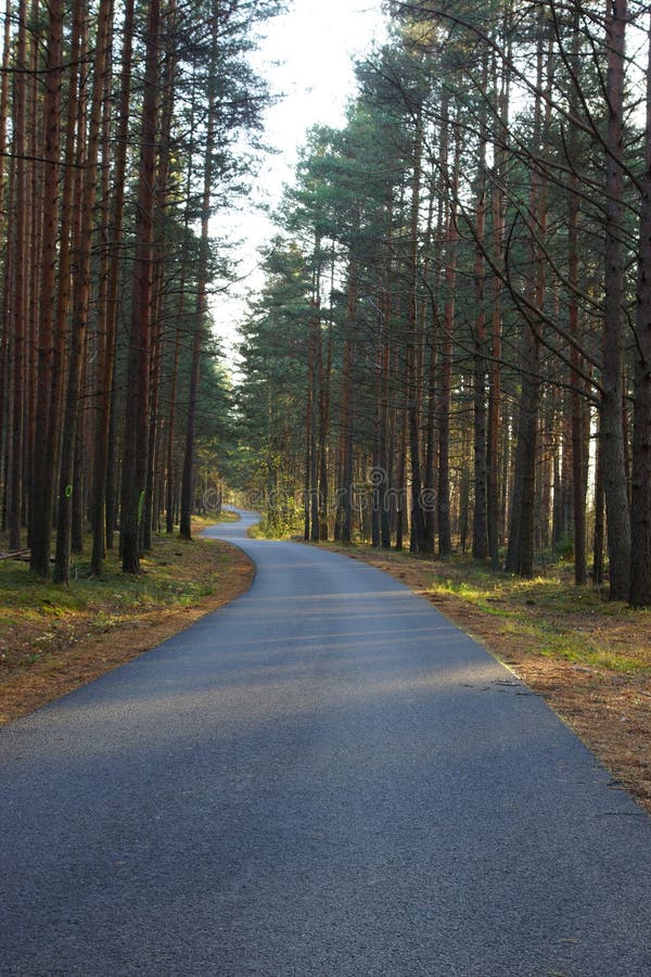 The Path is Curved by a Snake and Goes into the Distance in a Beautiful ...