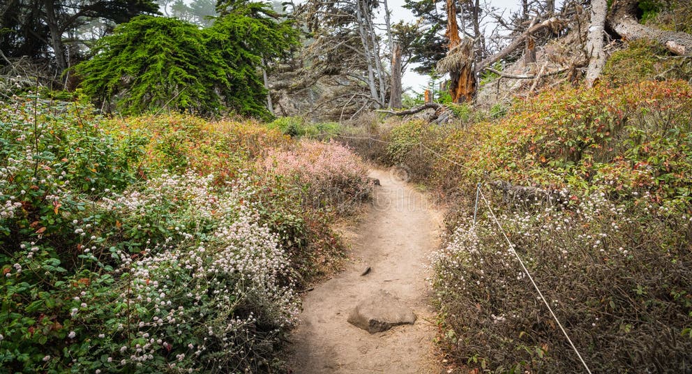 Path Curves through Wildflowers in the Forest at Point Lobos Stock ...