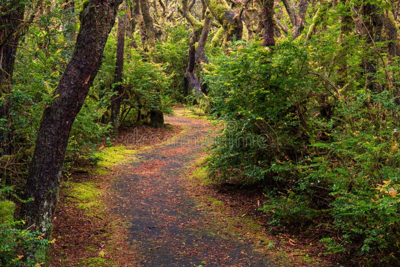 Path Curving through a Forest with Moss-covered Trees Stock Image ...