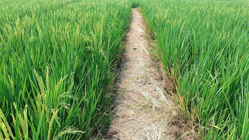 A Path is Cut through a Field of Rice Stock Photo - Image of country ...