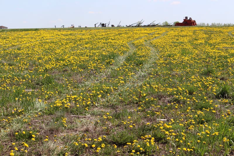 Path through the Dandelion Patch Stock Image - Image of saskatchewan, prolific: 71625051