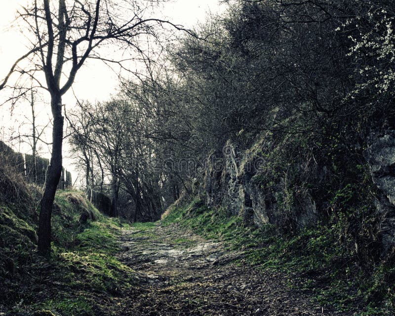 Path stock photo. Image of dark, green, tree, path, stones - 69445140