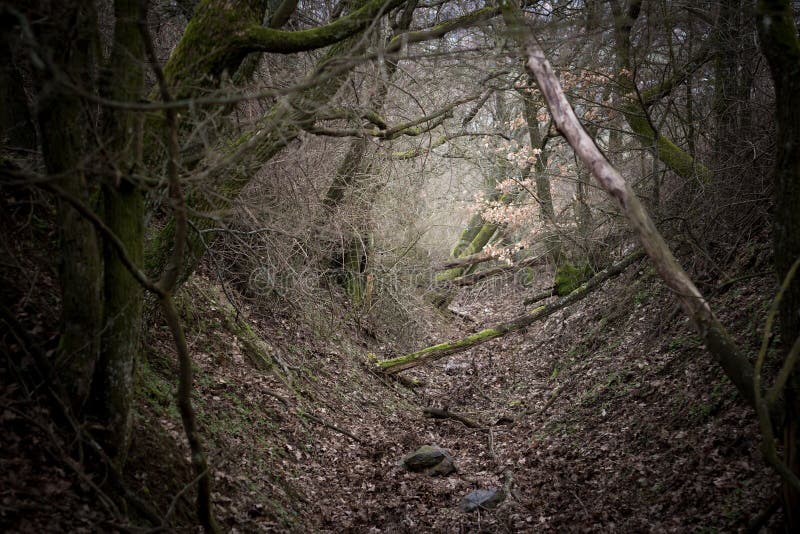 Dark forest path stock image. Image of mystery, darkness - 114004261