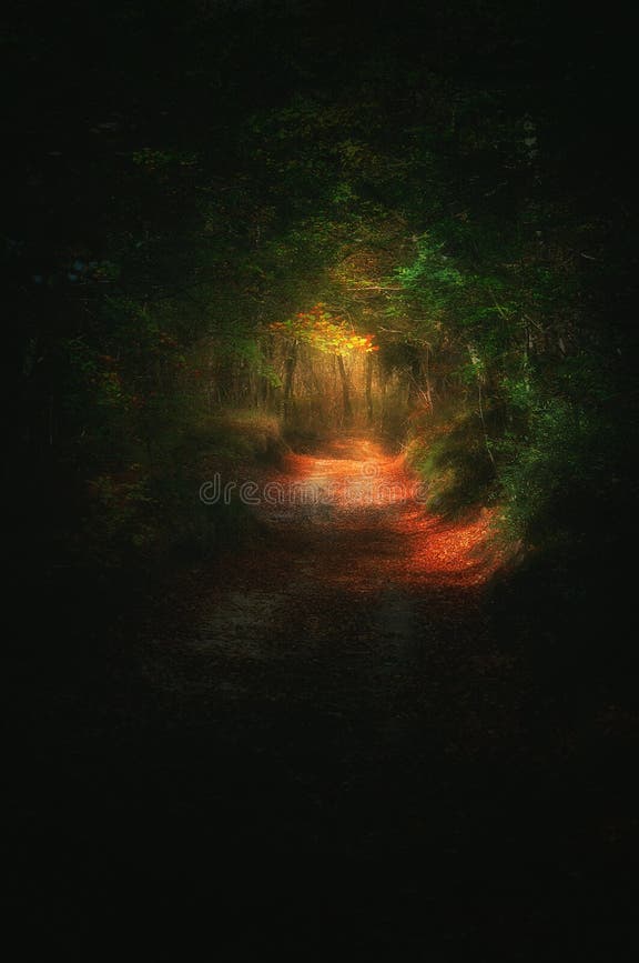 Path in Dark Forest with Light at End Stock Photo - Image of enchanted ...