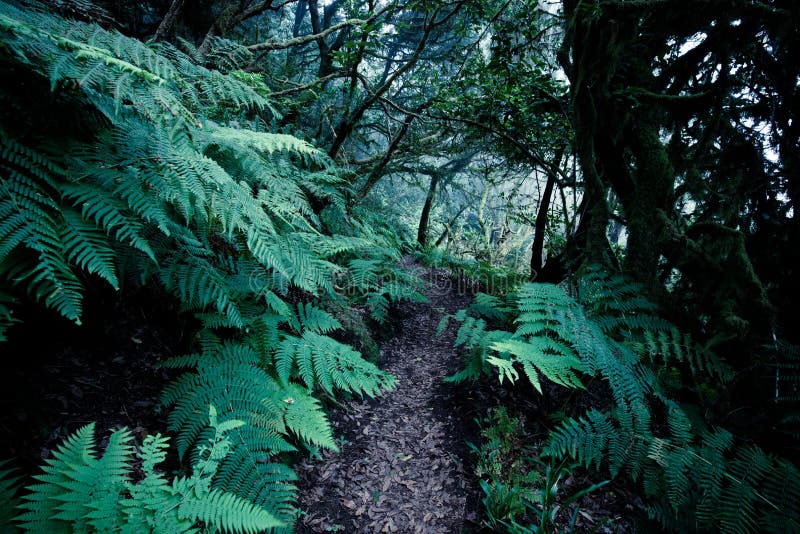 Path through a Dark Forest. Woodland Landscape Stock Photo - Image of ...