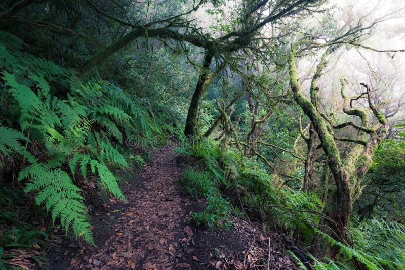 Path through a Dark Forest. Woodland Landscape Stock Image - Image of ...