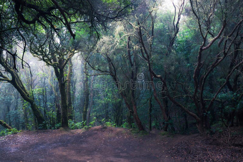 Path through a Dark Forest. Woodland Landscape Stock Photo - Image of ...