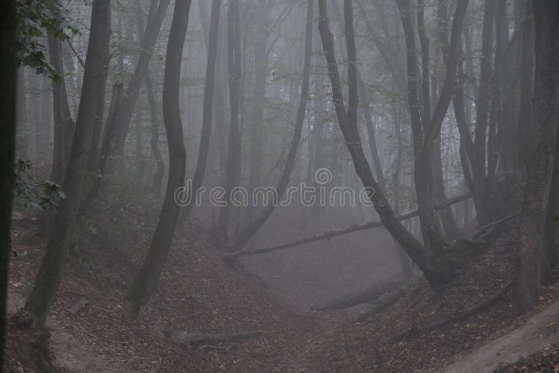 Path through a Dark Forest at Night Stock Image - Image of forest ...