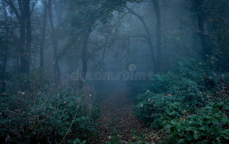 Path through a Dark Forest at Night Stock Image - Image of black ...