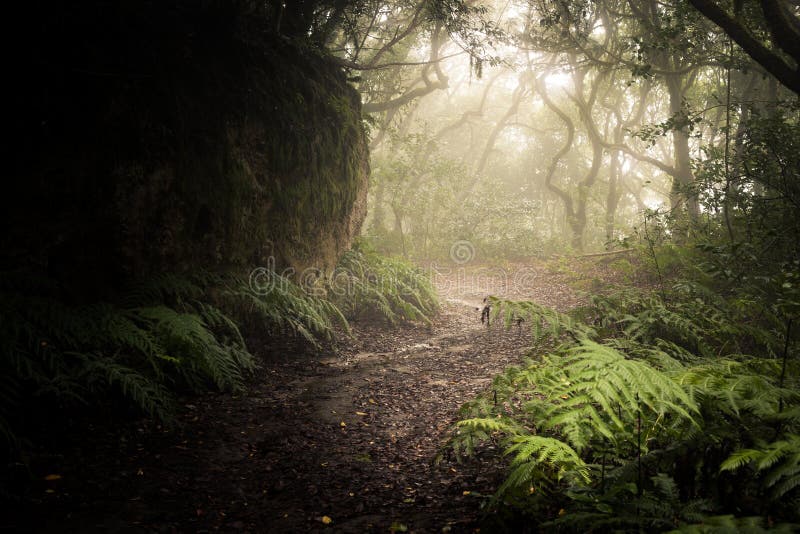 Path through a Dark Forest. Woodland Landscape Stock Image - Image of ...