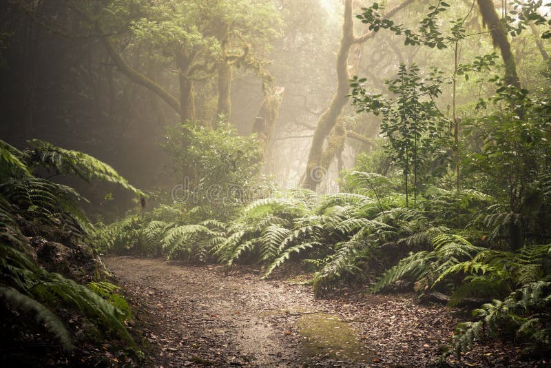 Path through a Dark Forest. Woodland Landscape Stock Photo - Image of ...