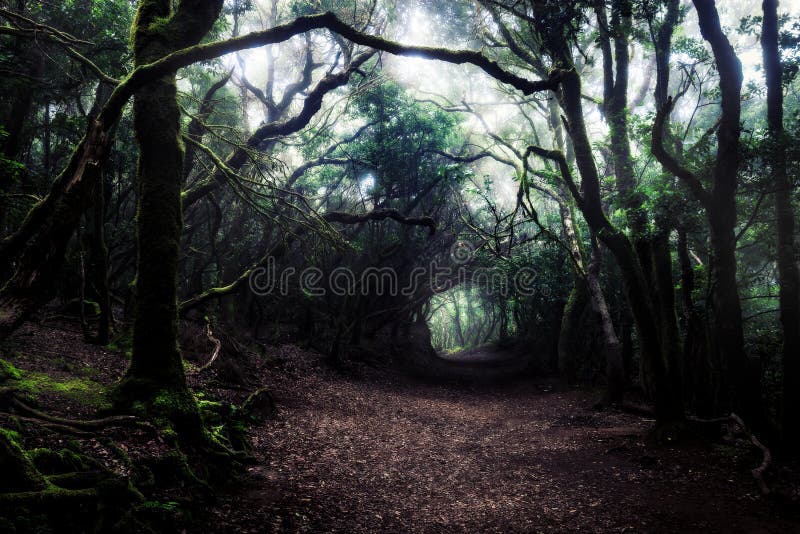 Path through a Dark Forest. Stock Image - Image of mist, mystery: 183814959