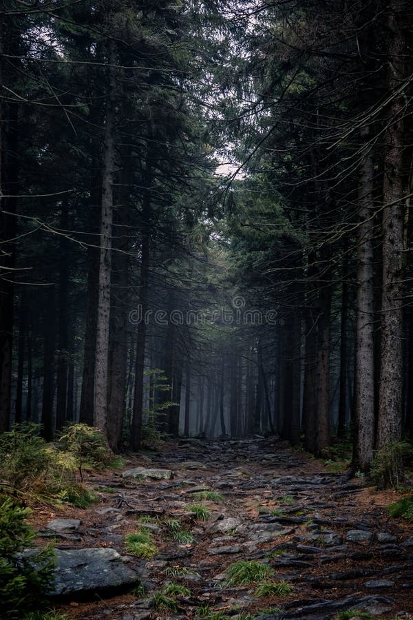 A path in dark forest. stock photo. Image of evening - 230658134
