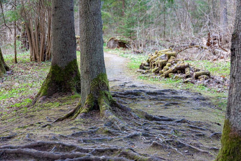 A Path through a Dark Forest with Tree Roots Stock Image - Image of ...