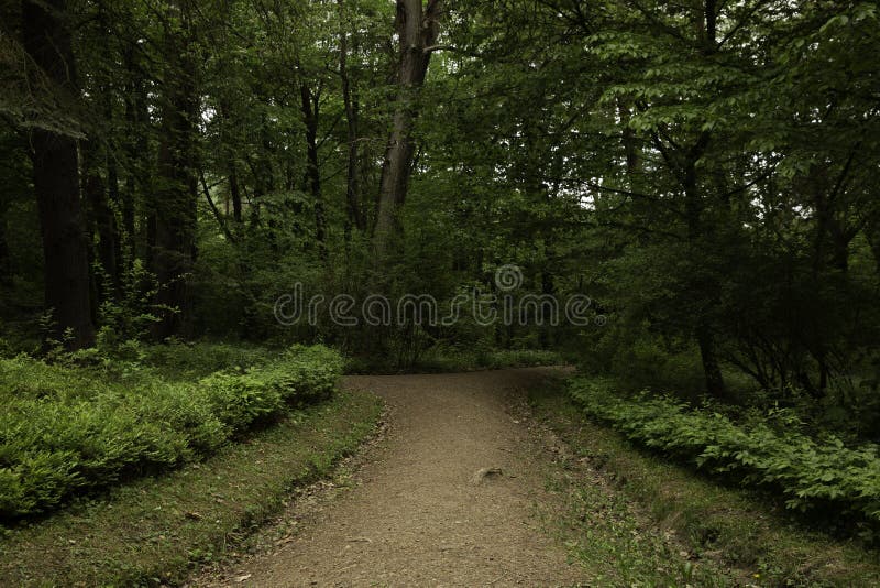 Path in the Dark Green Forest Stock Image - Image of plants, footpath ...
