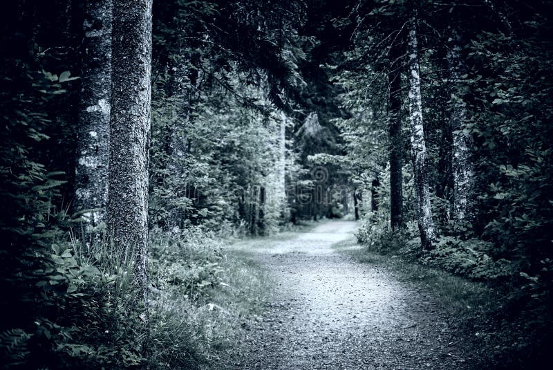 Path in dark night forest stock image. Image of forest - 40066045