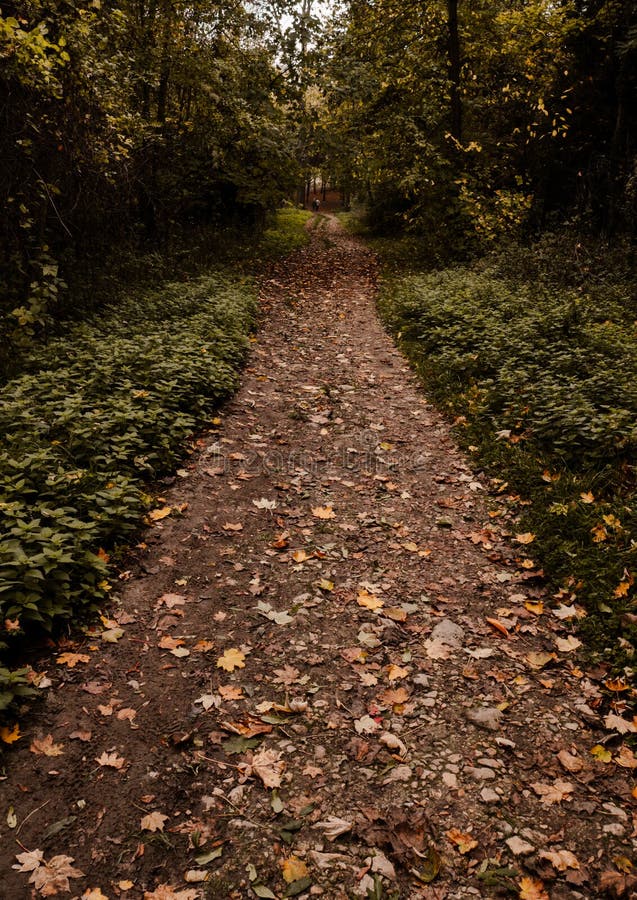 A path of dead leaves stock image. Image of seagull - 201190953
