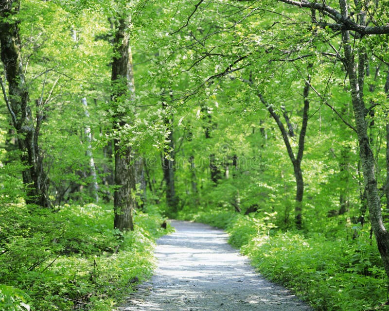Path through a Deciduous Forest Stock Photo - Image of deciduous, field ...