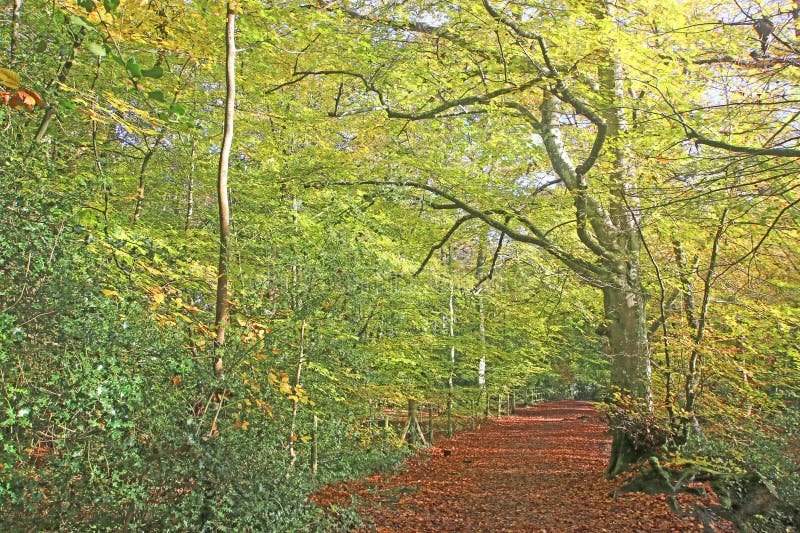 Decoy Country Park, Devon in Autumn Stock Photo - Image of forest ...