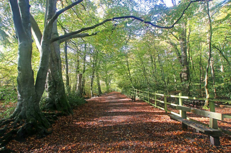 Decoy Country Park, Devon in Autumn Stock Image - Image of outdoors ...