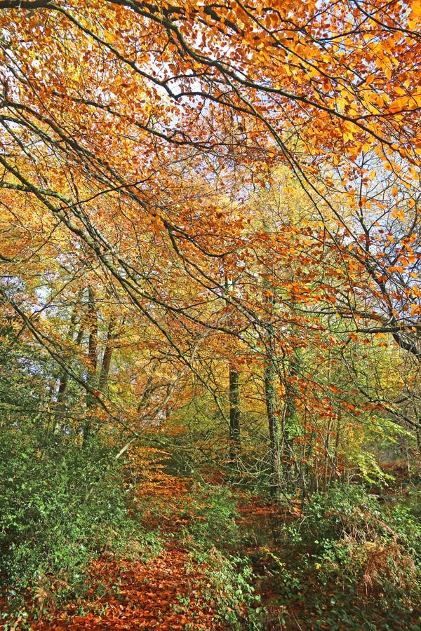 Decoy Country Park, Devon in Autumn Stock Image - Image of wood, trees ...